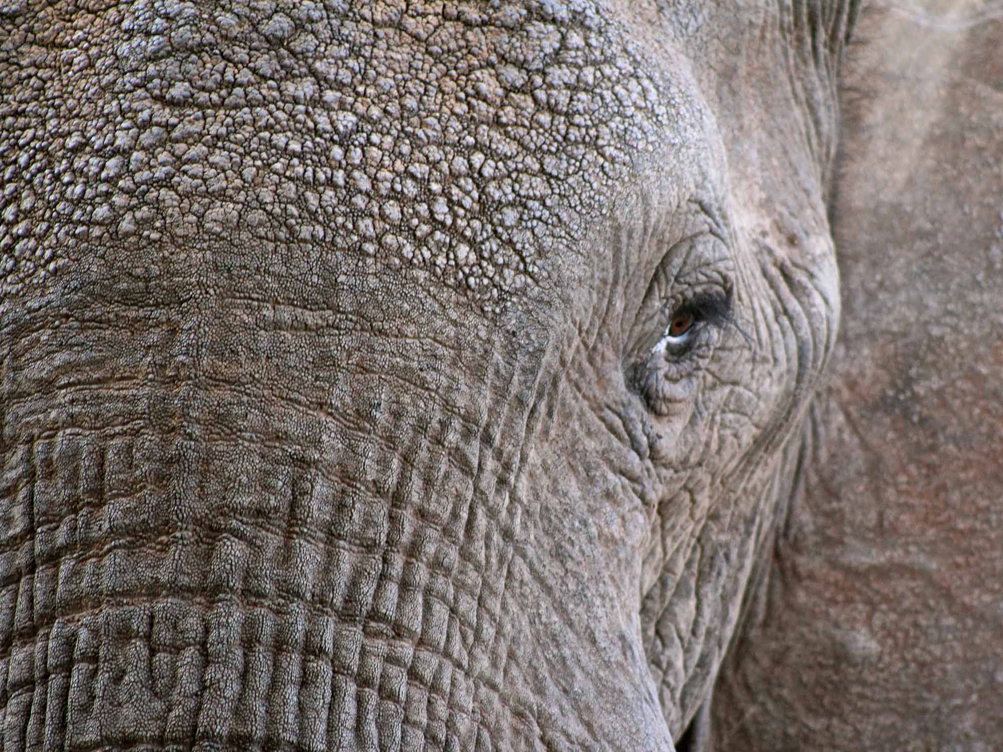 Board packs: the elephant in the US boardroom